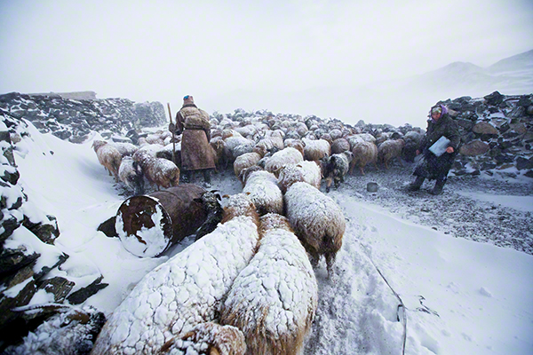 Sheep Farming, Altai Mountains, Mongolia - Travel Photographer of the Year