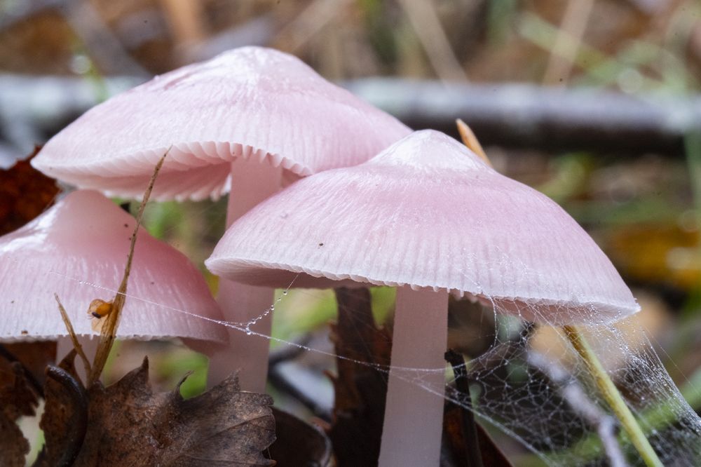 Autumn fungi & campfire cooking - Travel Photographer of the Year